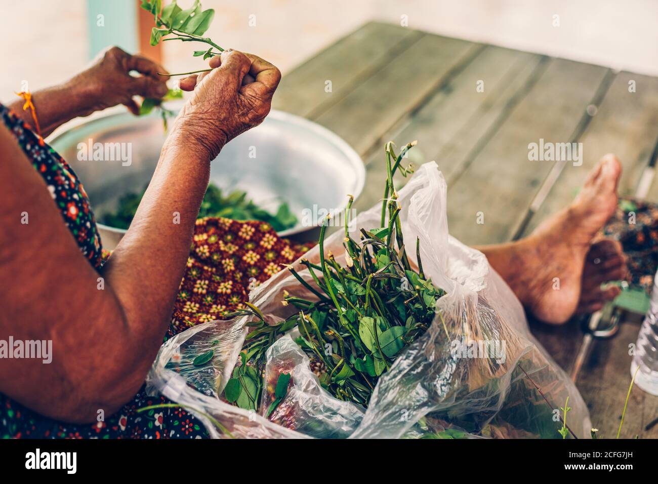 Cassia Tree,Thai Copper Podl. Old women sitting on wood table and ...