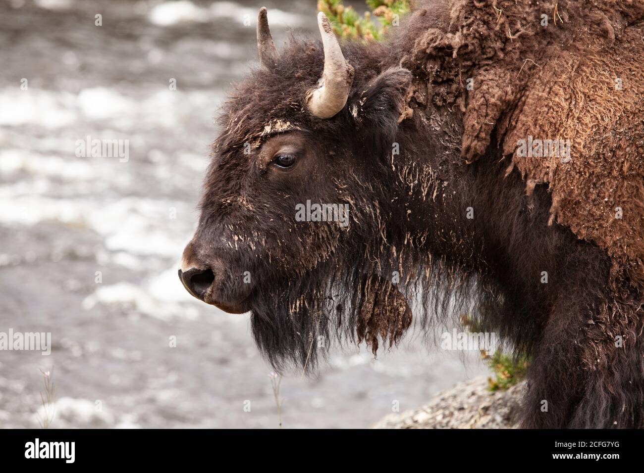 Yellowstone National Park Bison and Elk wildlife Stock Photo - Alamy