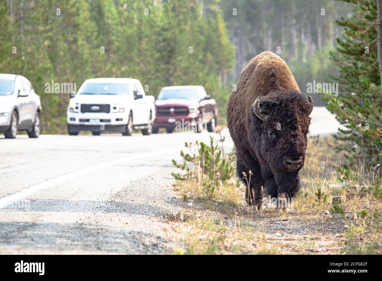 Yellowstone National Park Bison and Elk wildlife Stock Photo - Alamy