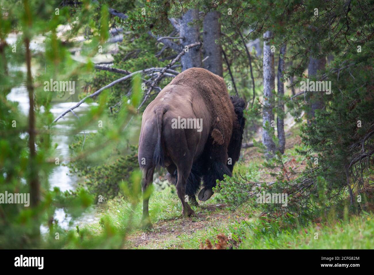 Yellowstone National Park Bison and Elk wildlife Stock Photo - Alamy