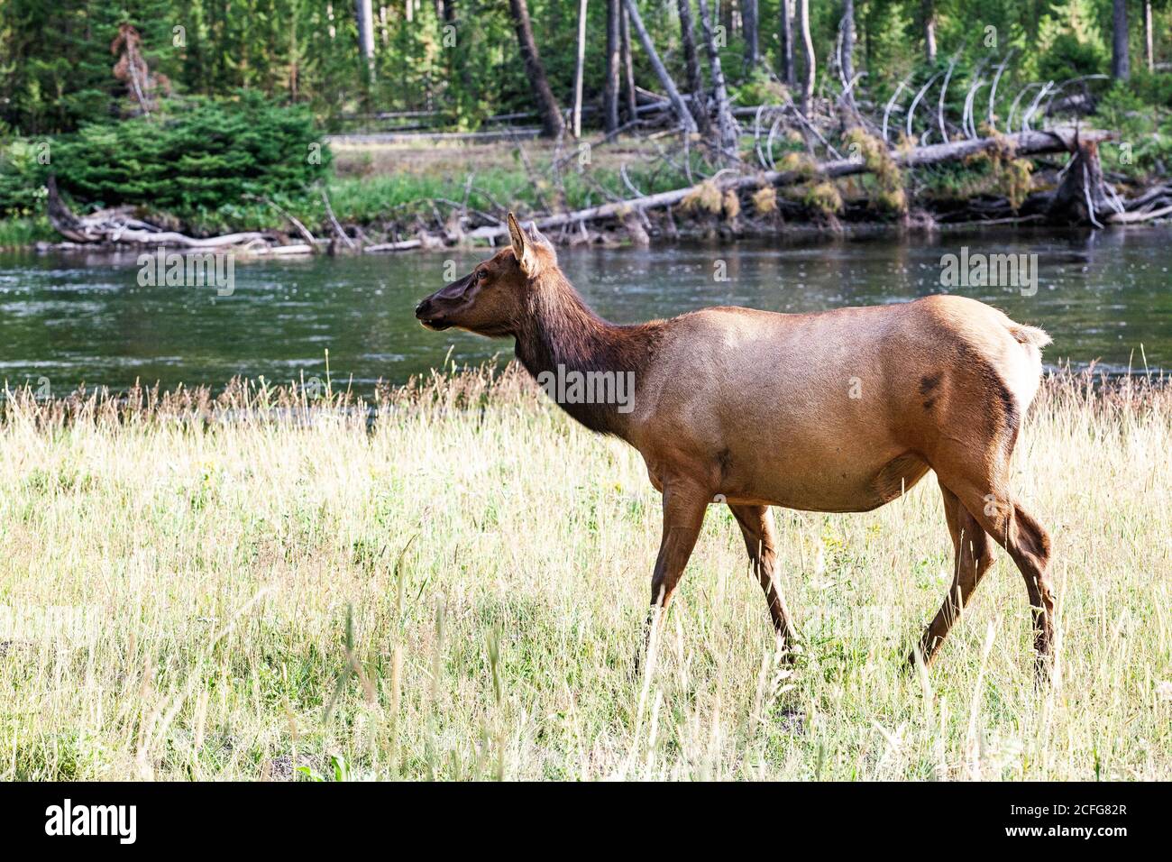 Yellowstone National Park Bison and Elk wildlife Stock Photo - Alamy