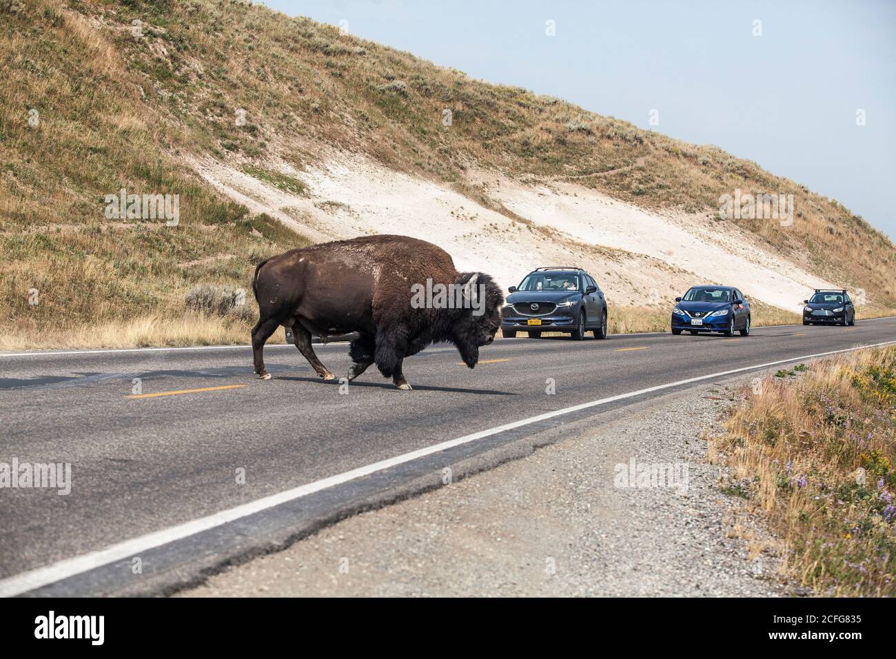 Yellowstone National Park Bison and Elk wildlife Stock Photo - Alamy