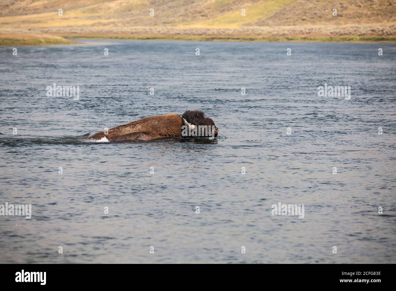 Yellowstone National Park Bison and Elk wildlife Stock Photo - Alamy