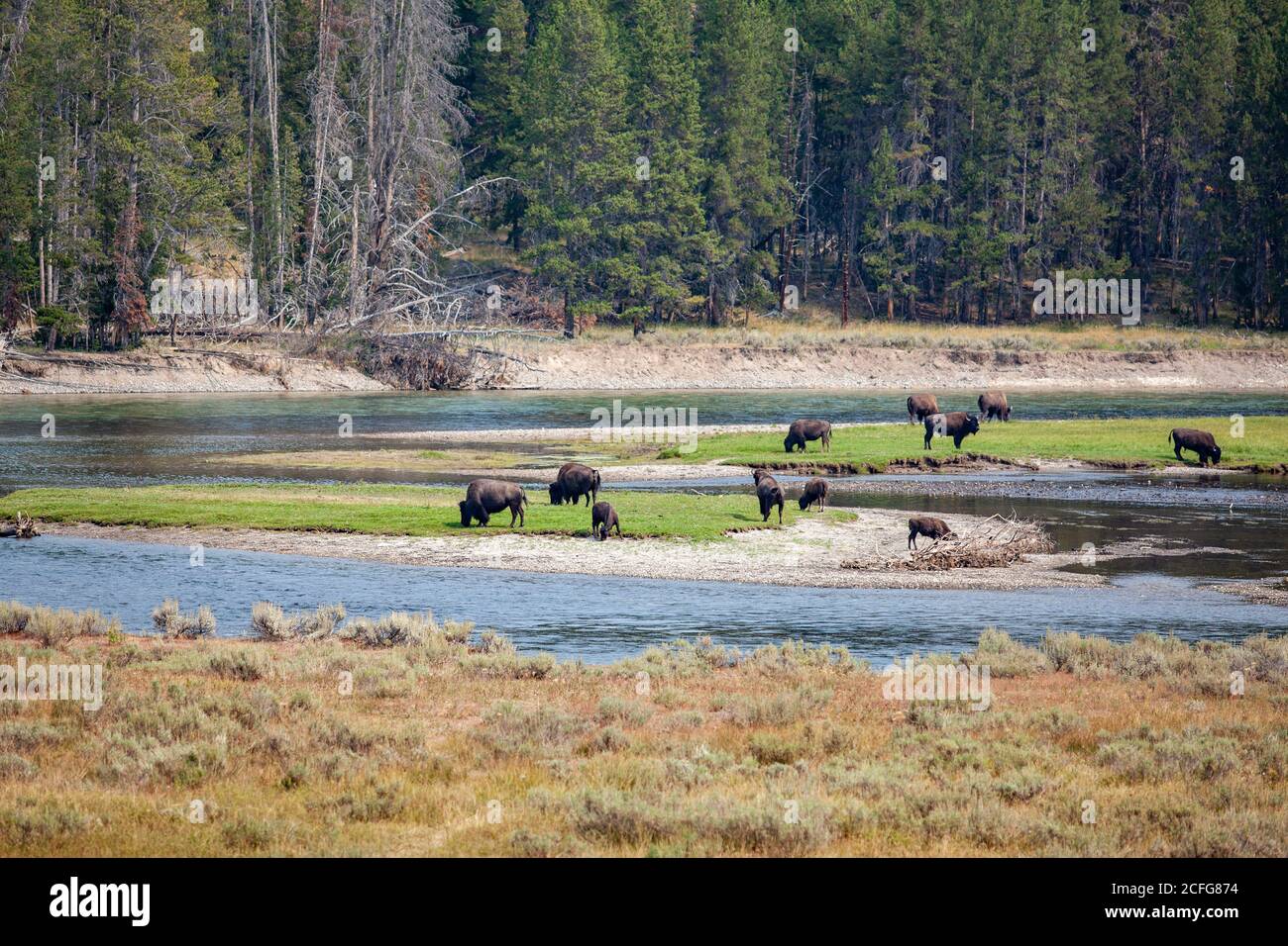 Yellowstone National Park Bison and Elk wildlife Stock Photo - Alamy