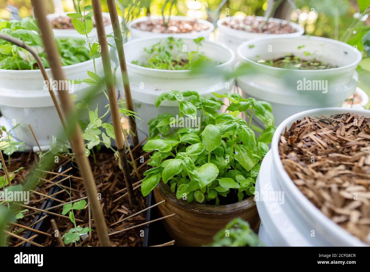 Basil in containers hi-res stock photography and images - Alamy