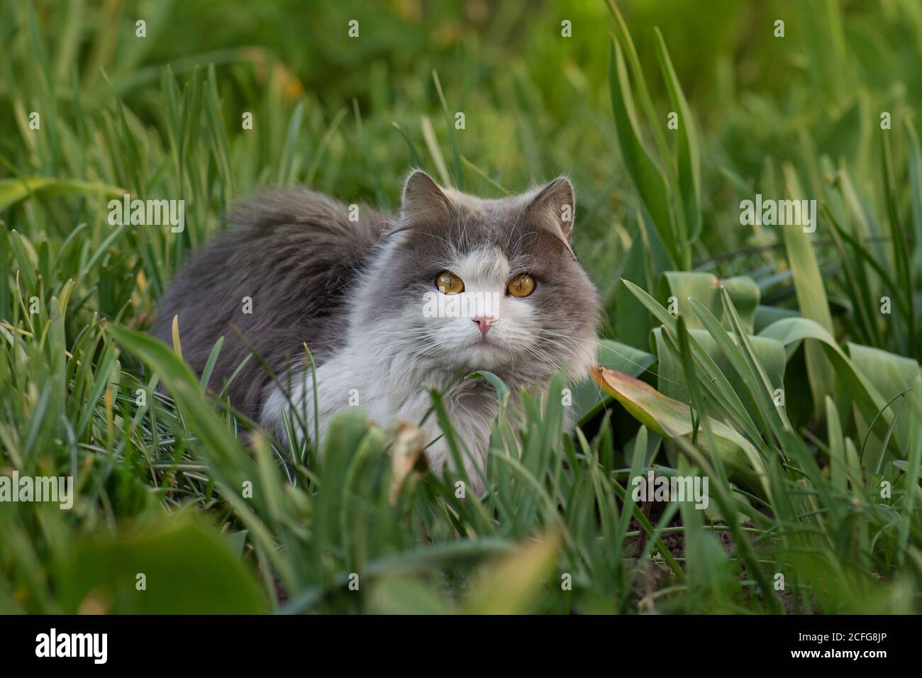 Cat in the meadow with dandelion blooming around. Cat with flowers ...