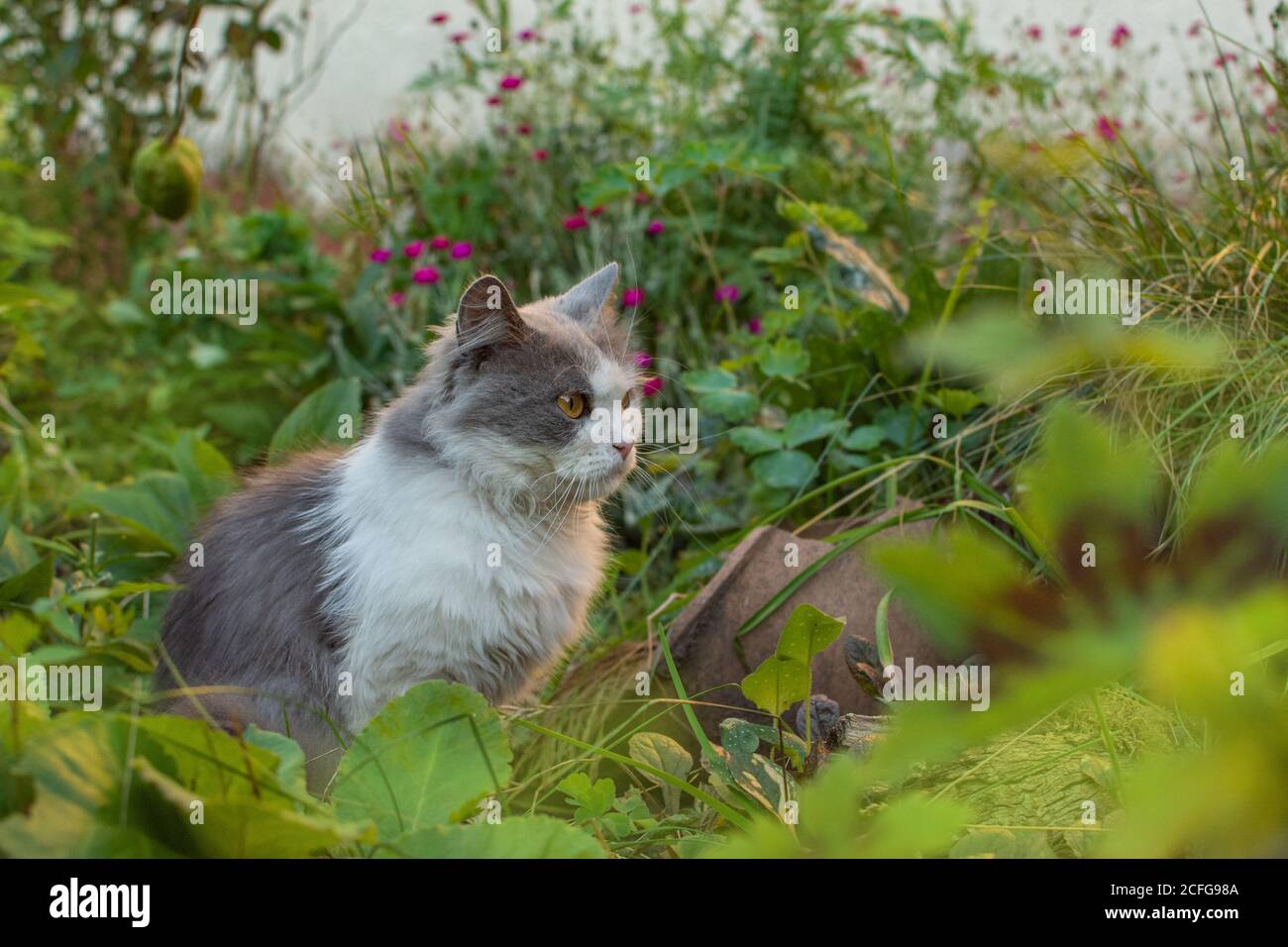 Animal portrait between flowers hi-res stock photography and images - Alamy