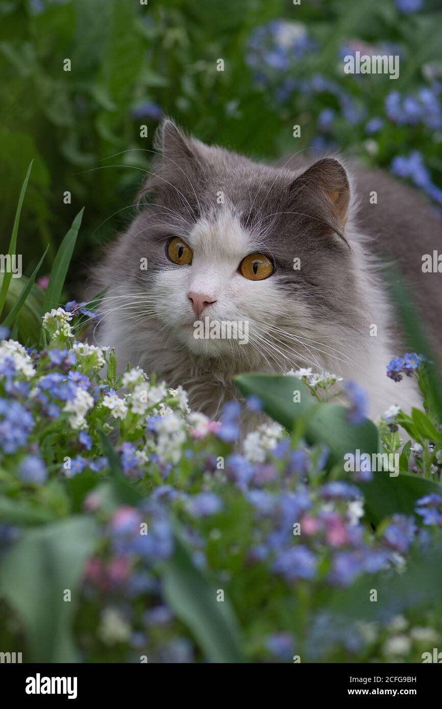 Outdoor portrait of cat playing with flowers in a garden. Young cat ...