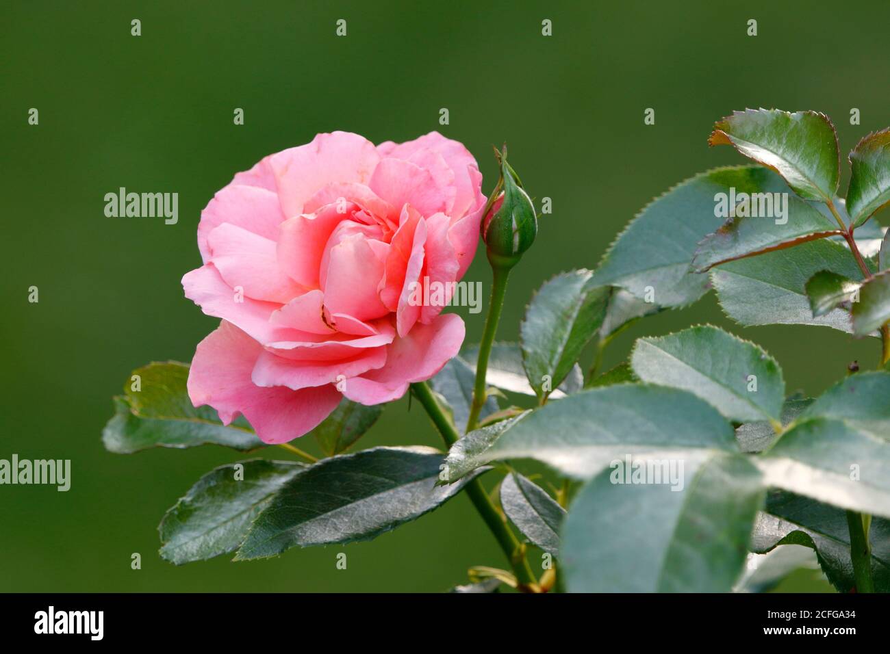 Late pink rose Stock Photo - Alamy