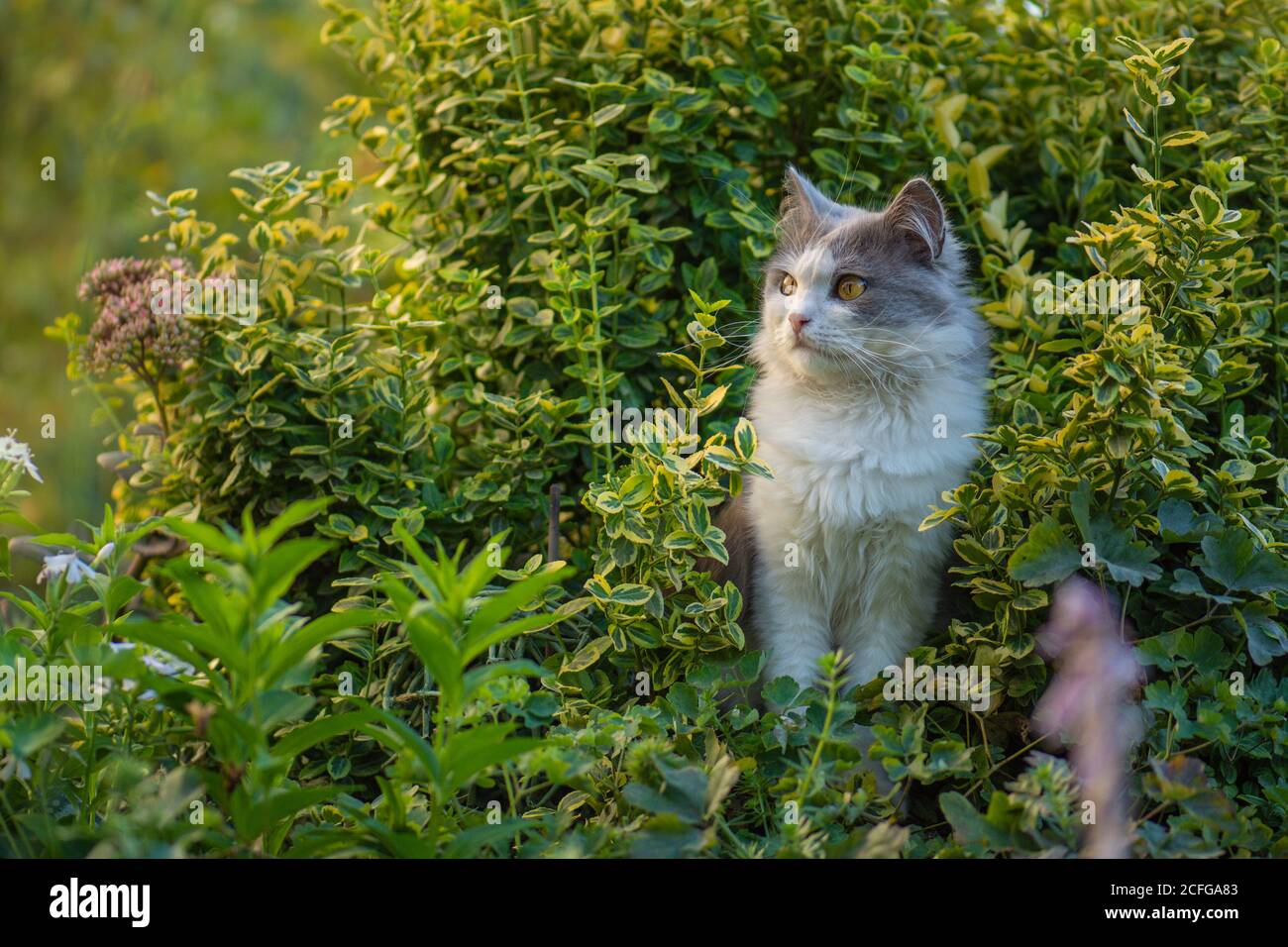 Outdoor portrait of cat playing with flowers in a garden. Young cat ...