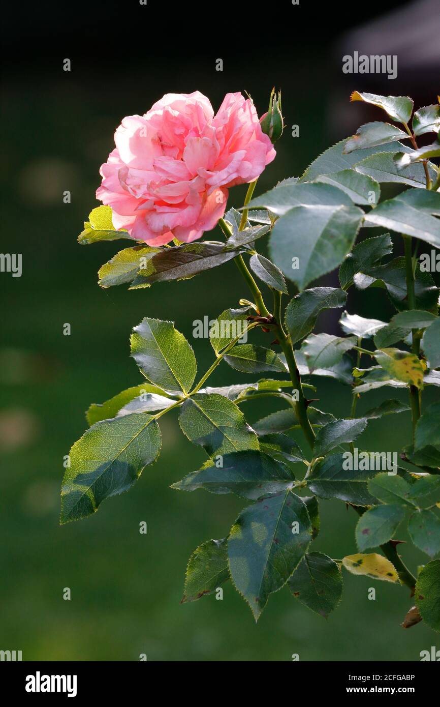 Late pink rose Stock Photo - Alamy