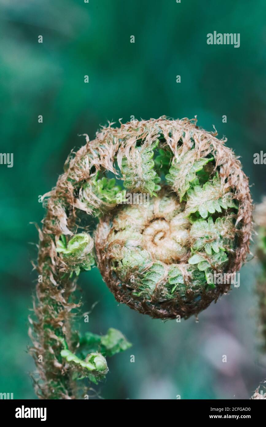 Fiddle head fern hi-res stock photography and images - Alamy