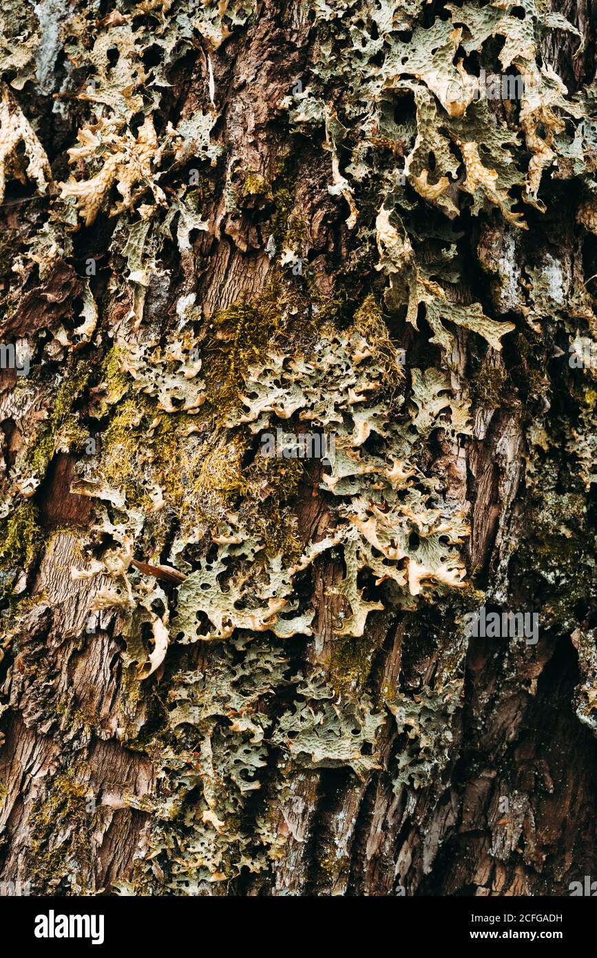 Withered old tree hi-res stock photography and images - Alamy