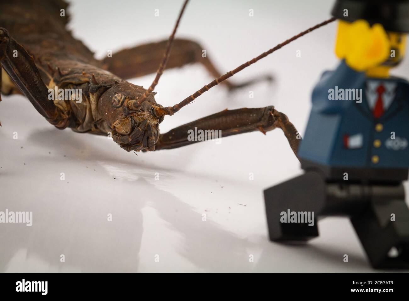 A lego man runs scared from a giant spiney stick insect (Eurycantha ...
