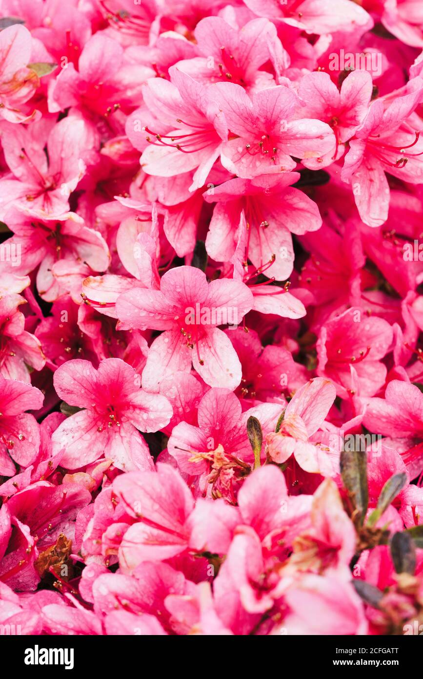 Closeup of vivid pink colored petals of flowers with green leaves Stock ...