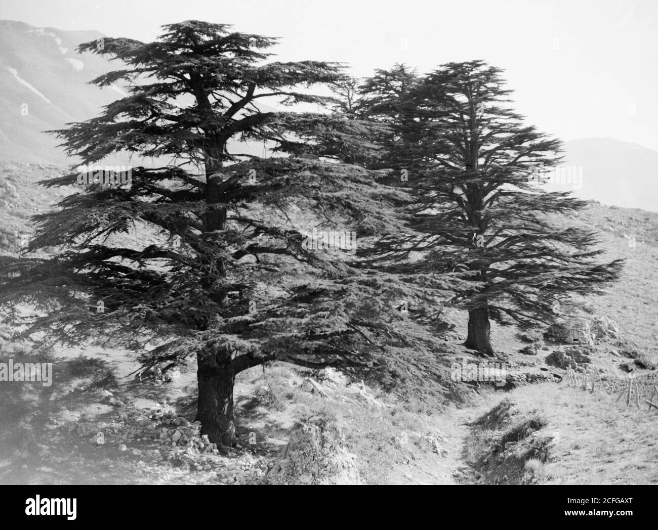 Lebanese cedar vintage hi-res stock photography and images - Alamy