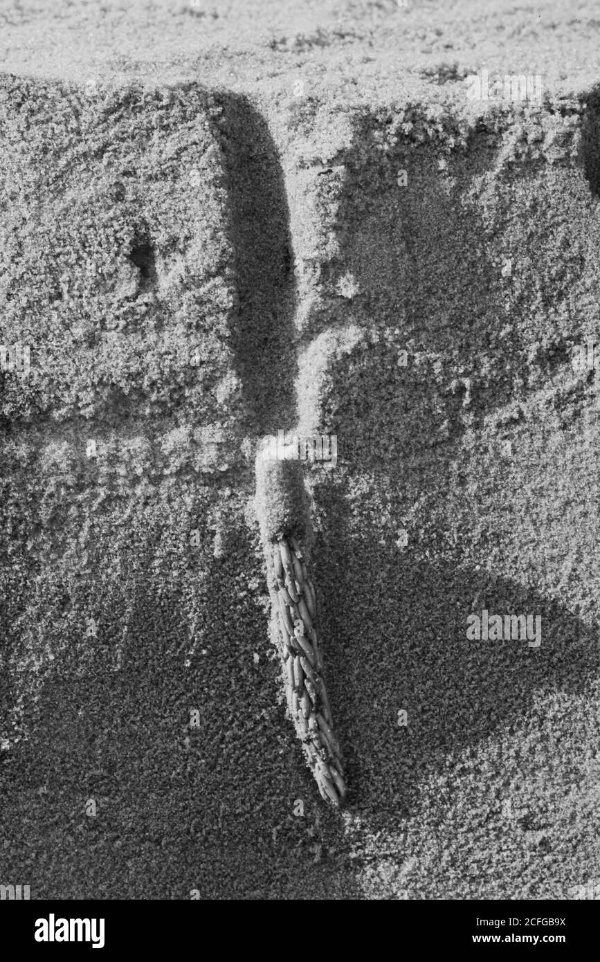 Middle East History - Locust plagues in Palestine. A pouch of eggs laid ...