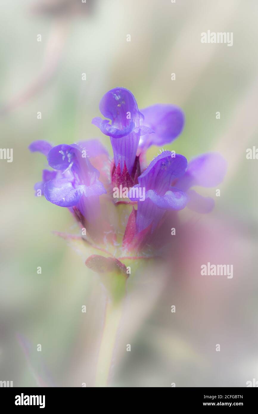 A close up of a self heal flower (Prunella vulgaris) growing in West ...