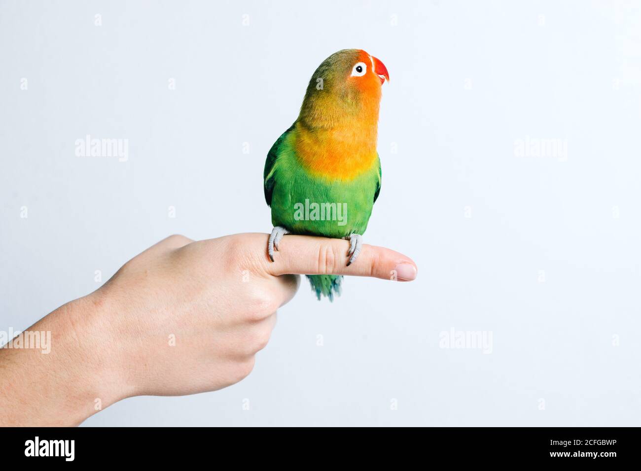 Crop anonymous female holding cute small colorful lovebird parrot ...