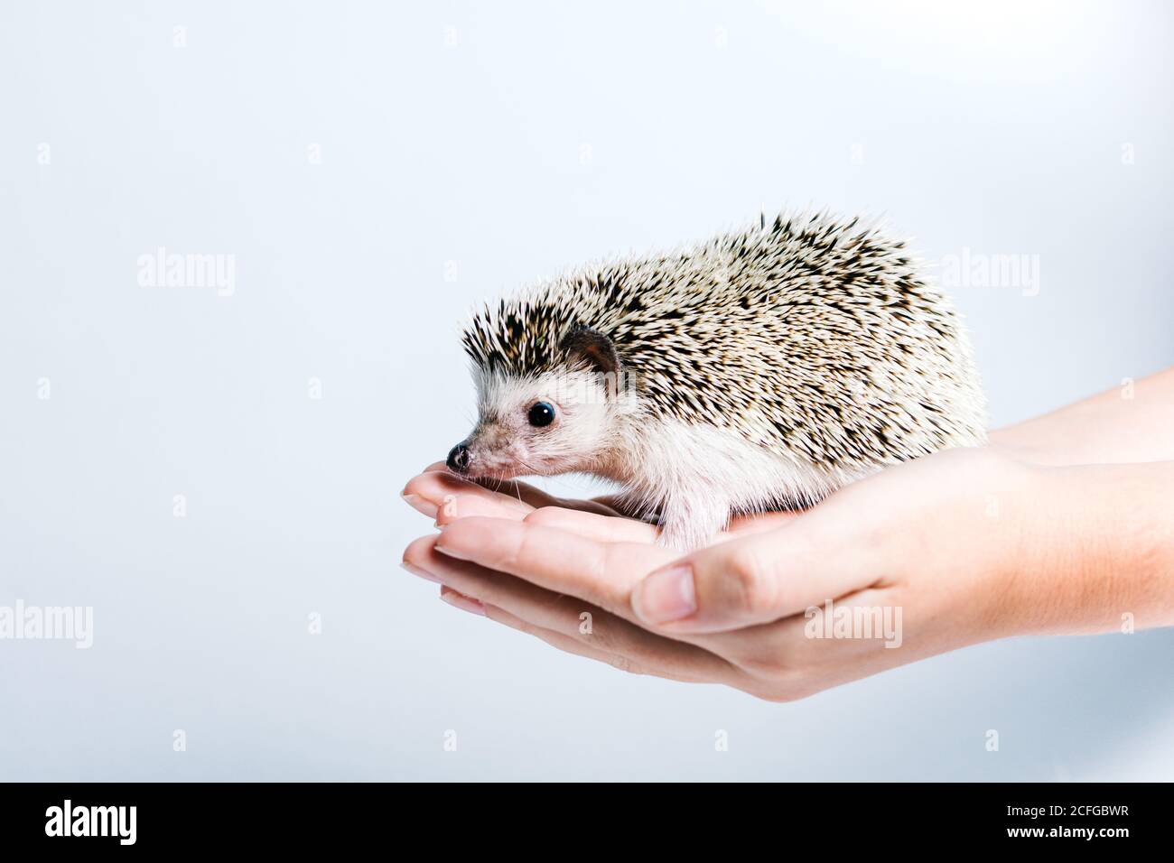 Side view of crop anonymous person holding cute little hedgehog in ...
