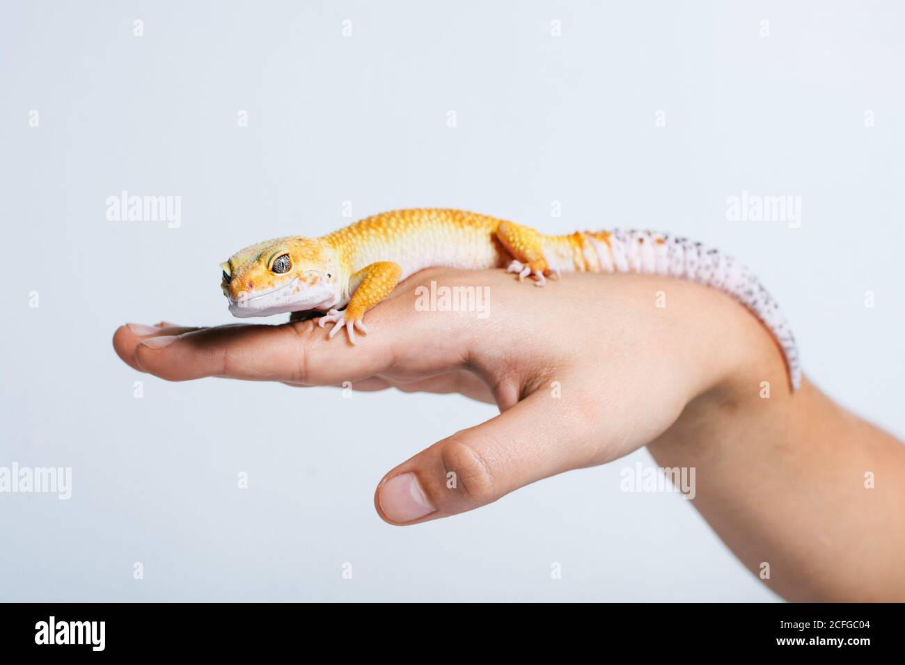 Closeup of small yellow lizard in human palms on white background Stock ...