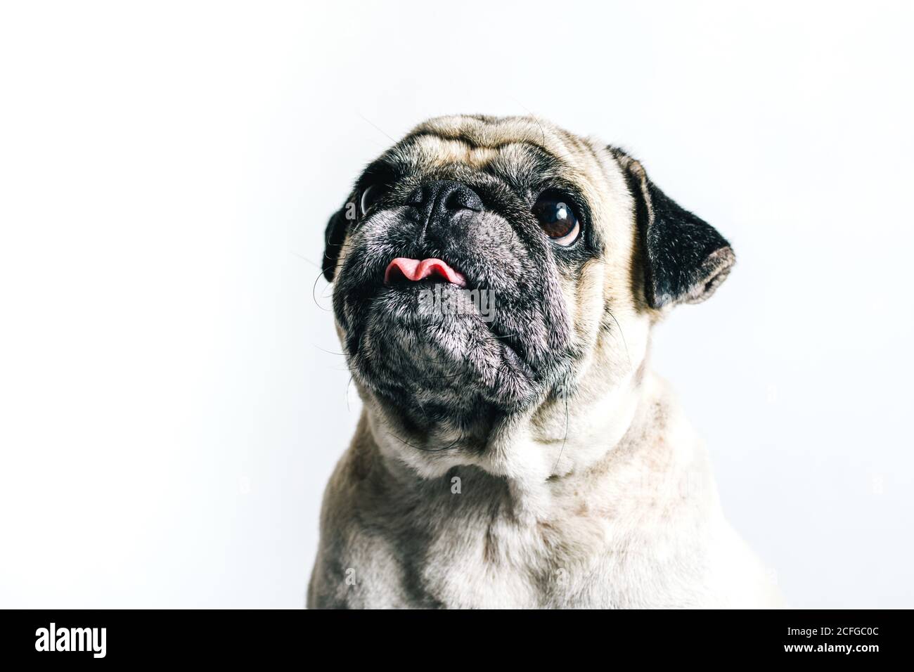 Pug Nose High Resolution Stock Photography and Images - Alamy