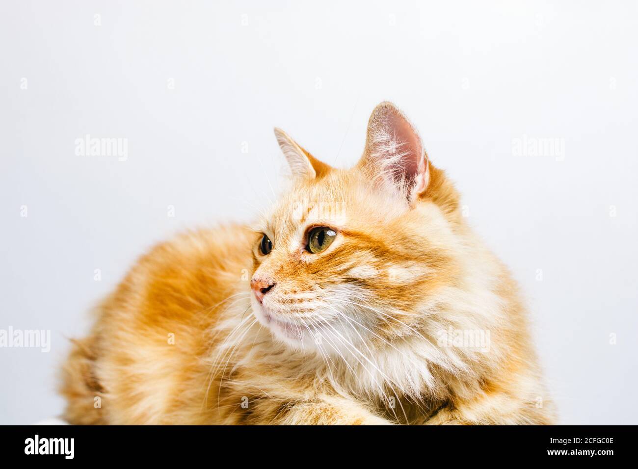 Cute fluffy tabby ginger cat looking away frighteningly isolated on ...