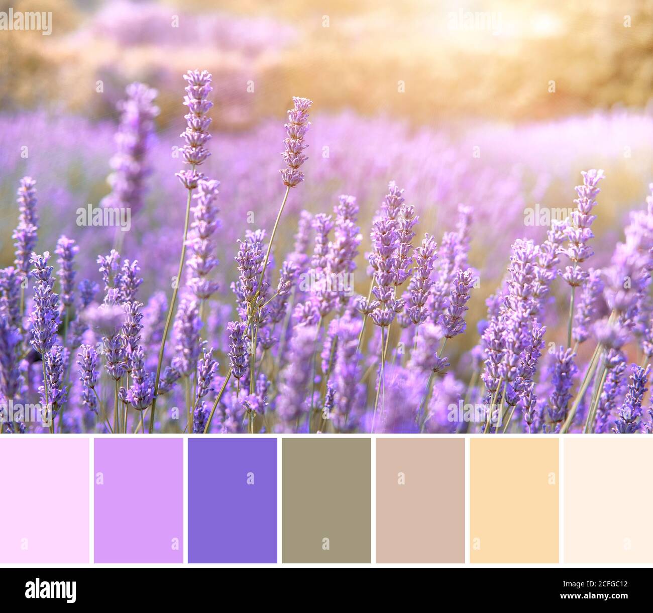 Honey colour chart hi-res stock photography and images - Alamy