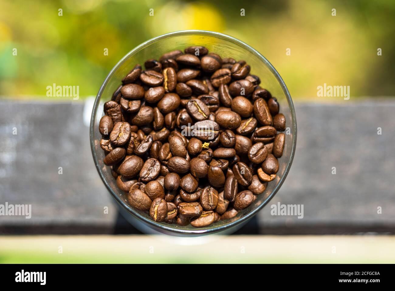 Bean seed growing in glass hi-res stock photography and images - Alamy