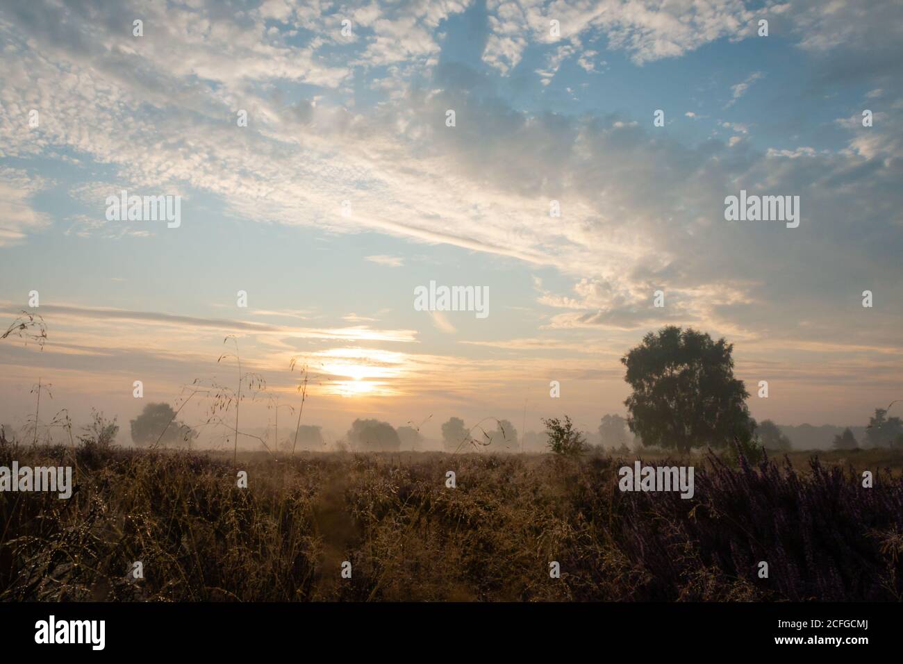 Cavenham heath national nature reserve hi-res stock photography and ...