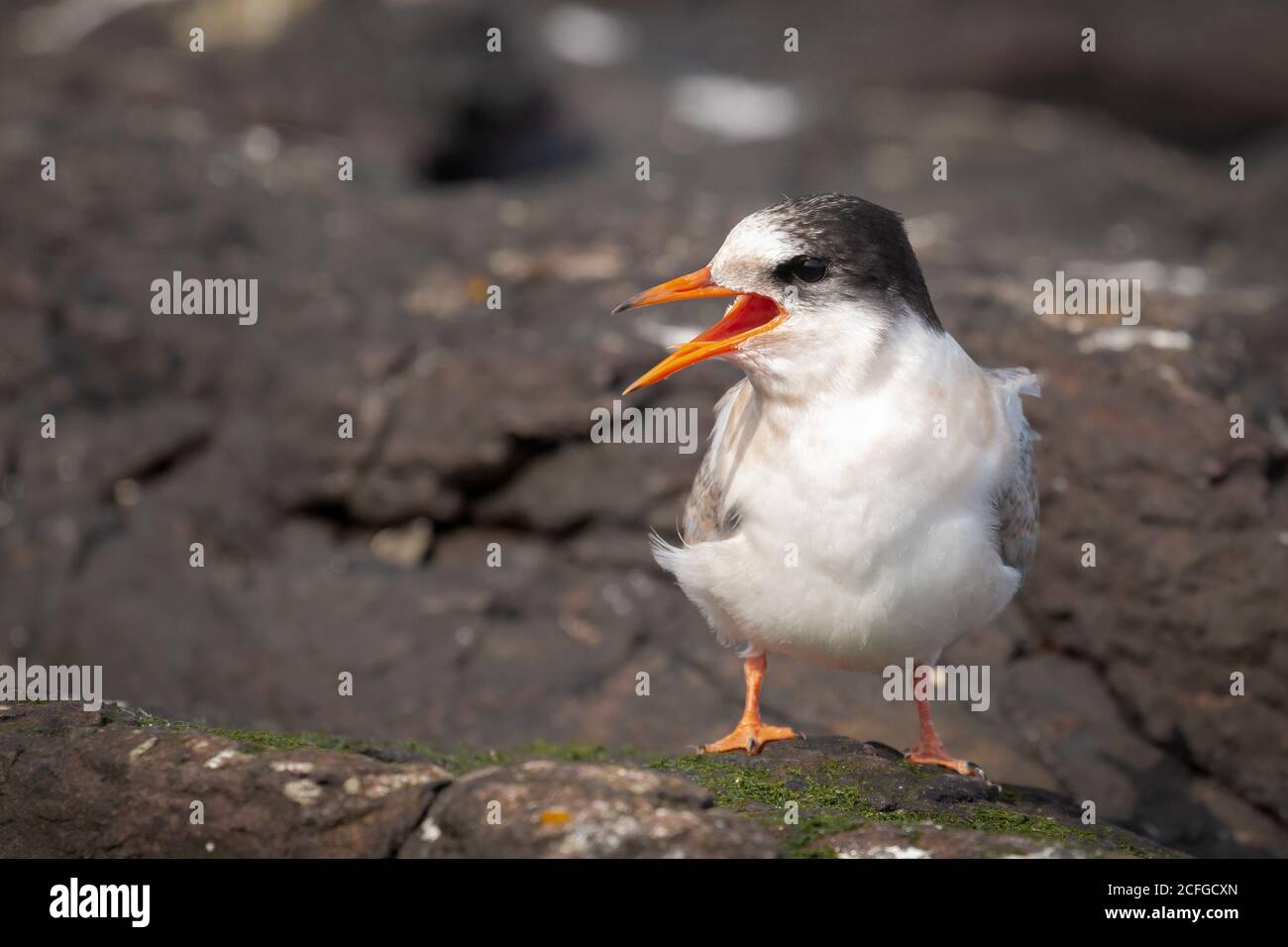 The young arctic tern calls for more food, it's vivid orange beak ...