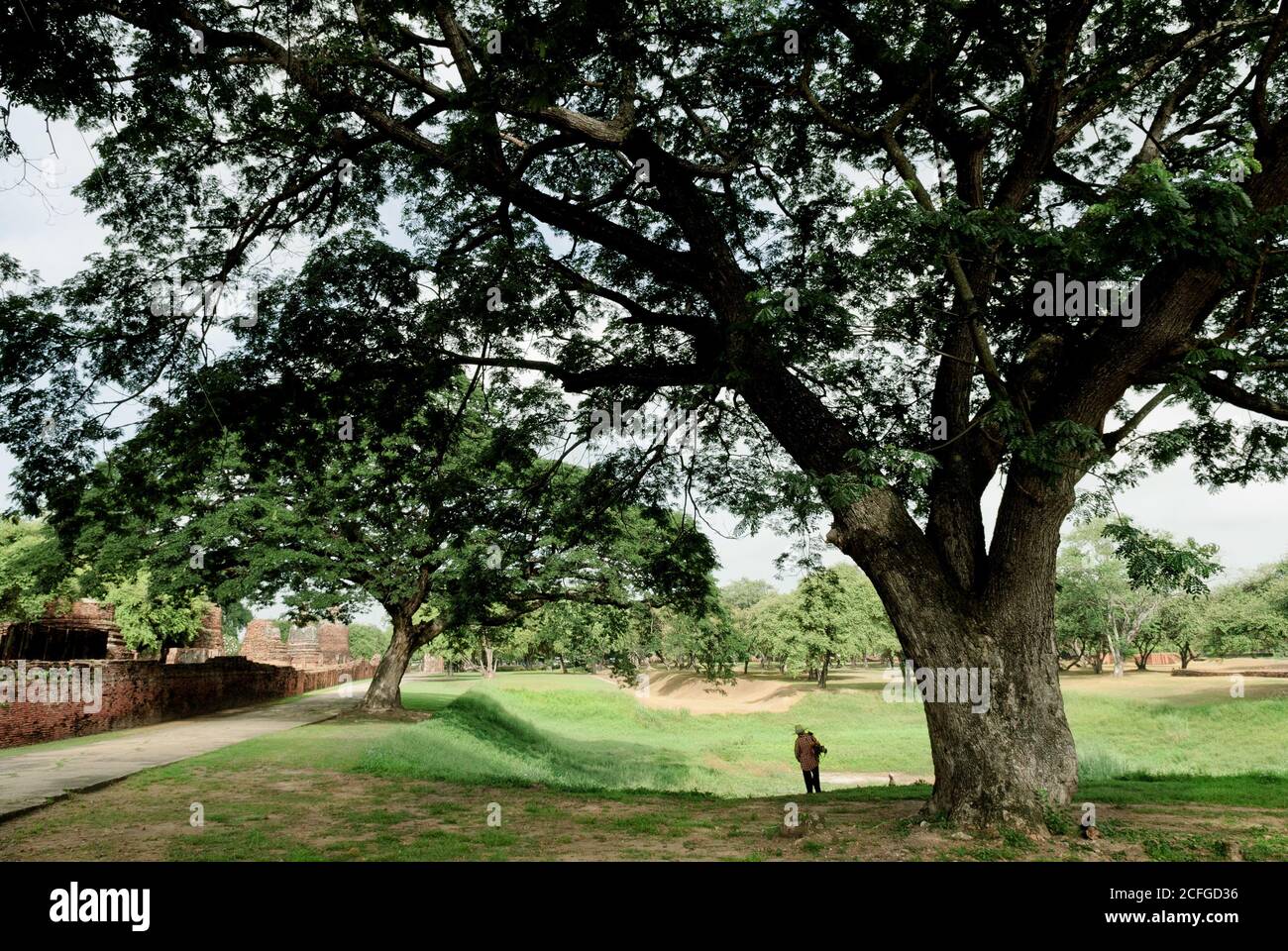 Great tree small man Stock Photo - Alamy