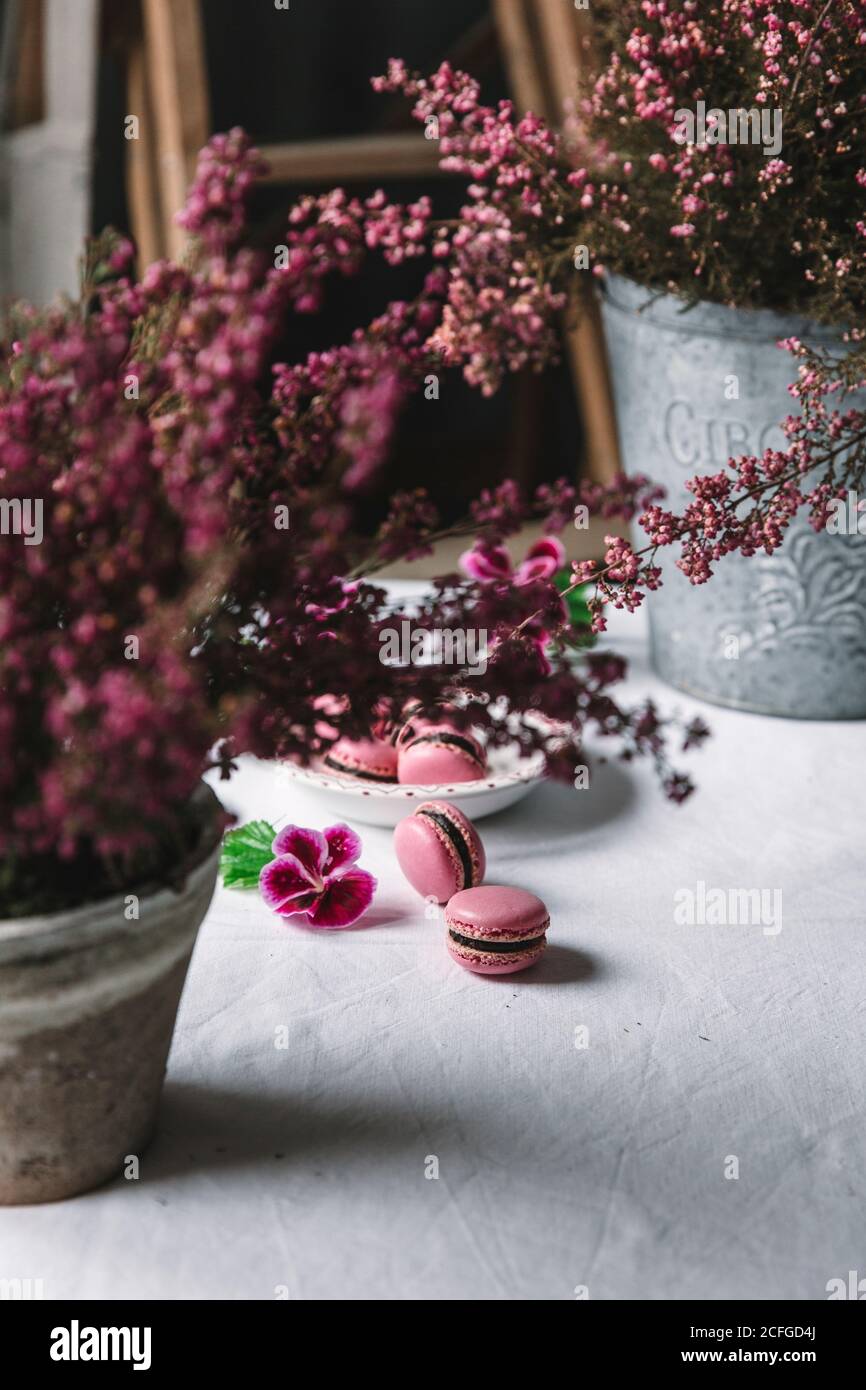 macaroons served on a plate Stock Photo - Alamy
