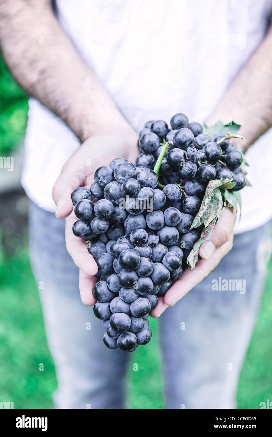 Hands holding bunch of grapes Stock Photo - Alamy