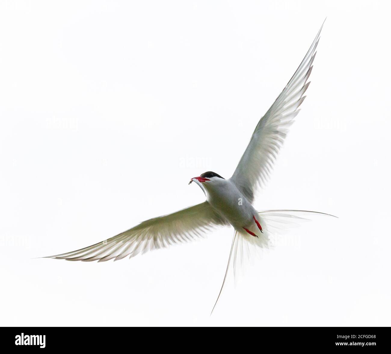 A flying arctic tern (Sterna paradisaea0 shows the feathers of its ...