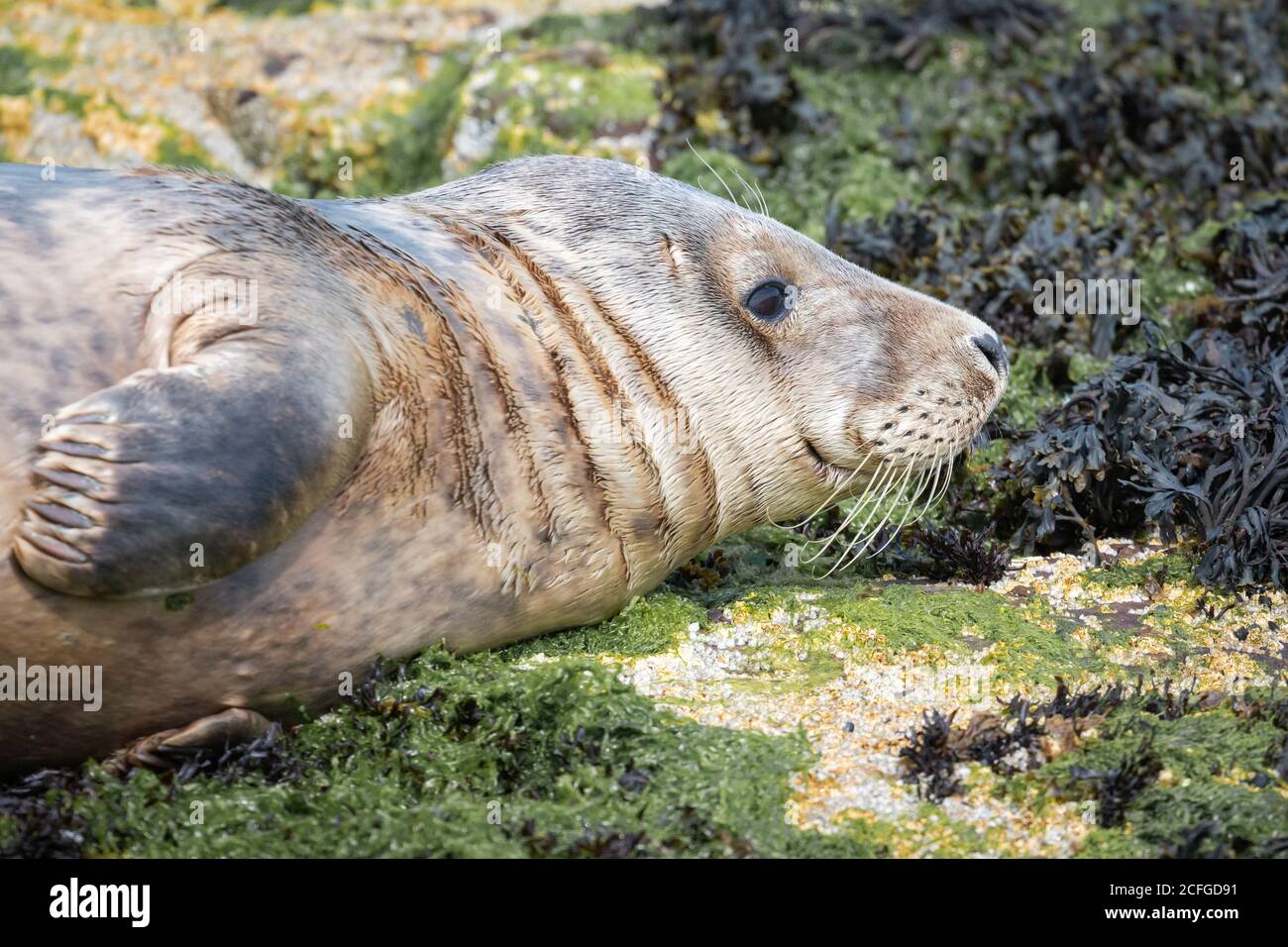 The female grey seal (Halichoerus grypus) sleeps on the Northumberland ...