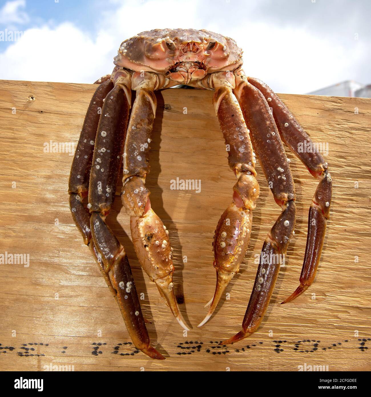 Snow Crab on display at Crab Festival Stock Photo - Alamy