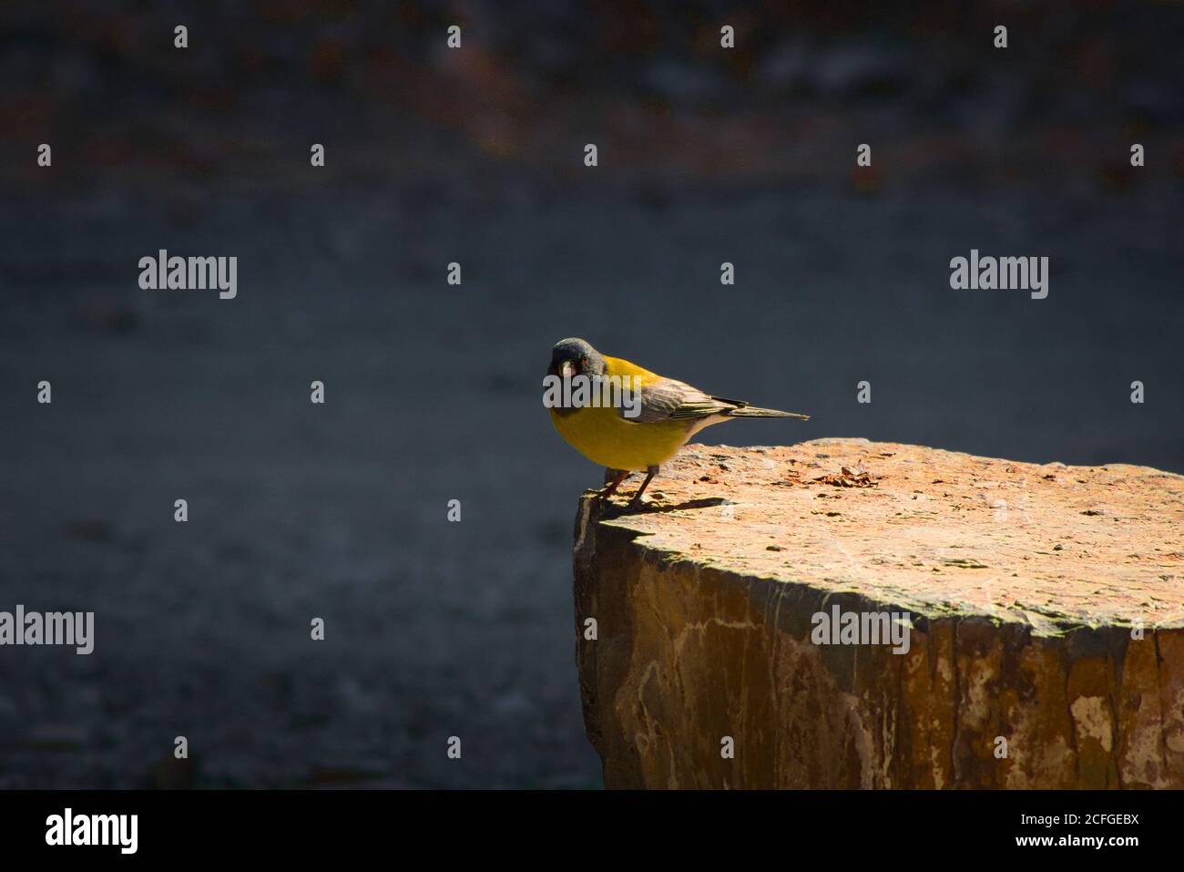 Male grey-hooded sierra finch (Phrygilus gayi) spotted in Villavicencio ...