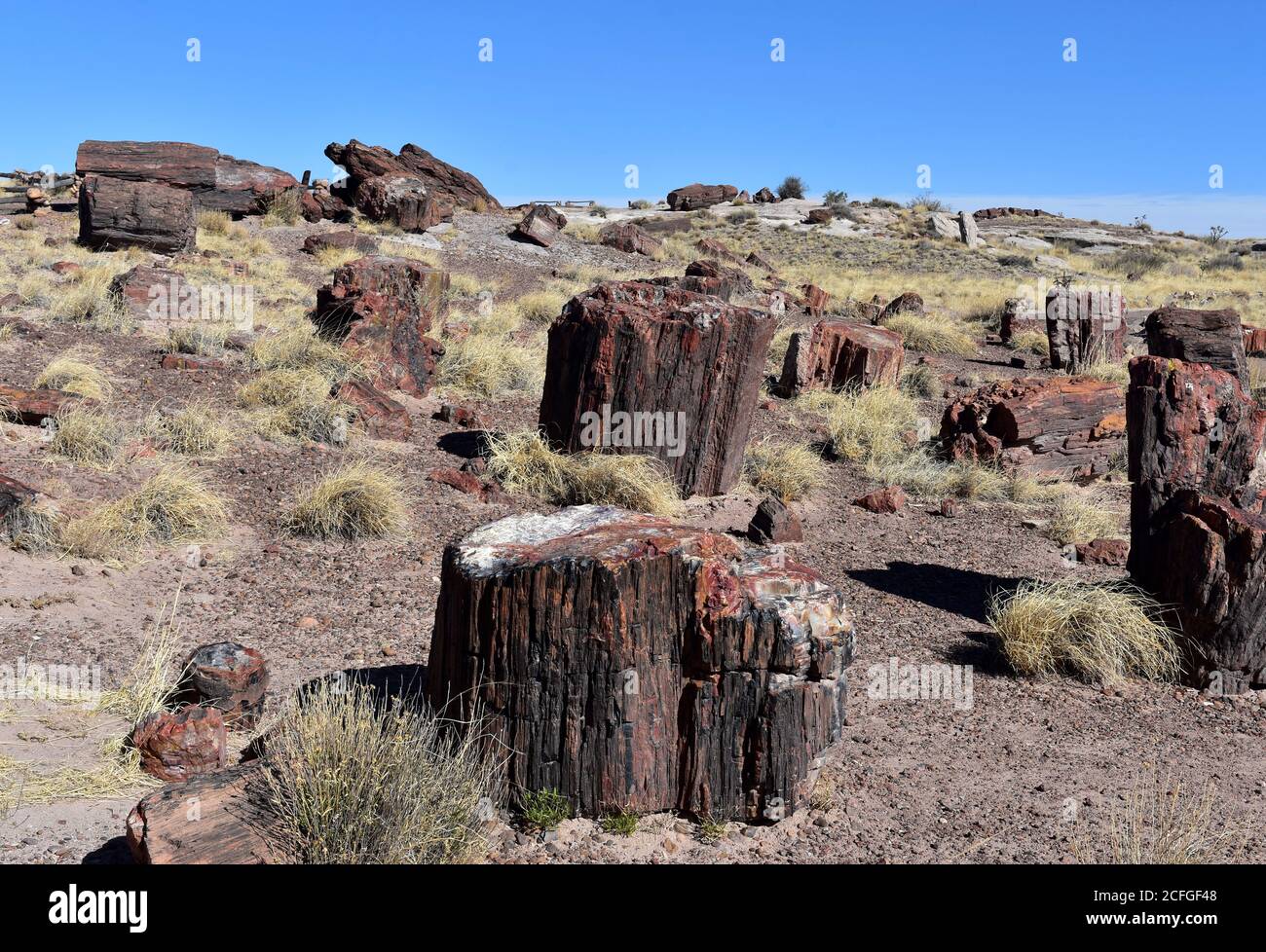 Cluster and collection of fallen petrified logs Stock Photo - Alamy