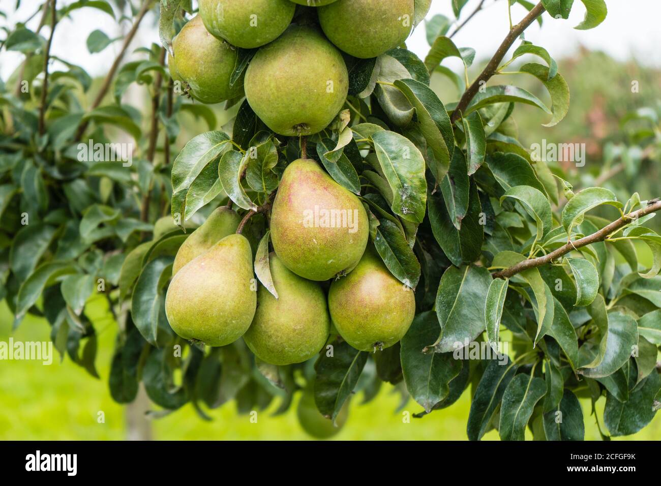 Pears Plantage in Hamburg old land Stock Photo - Alamy