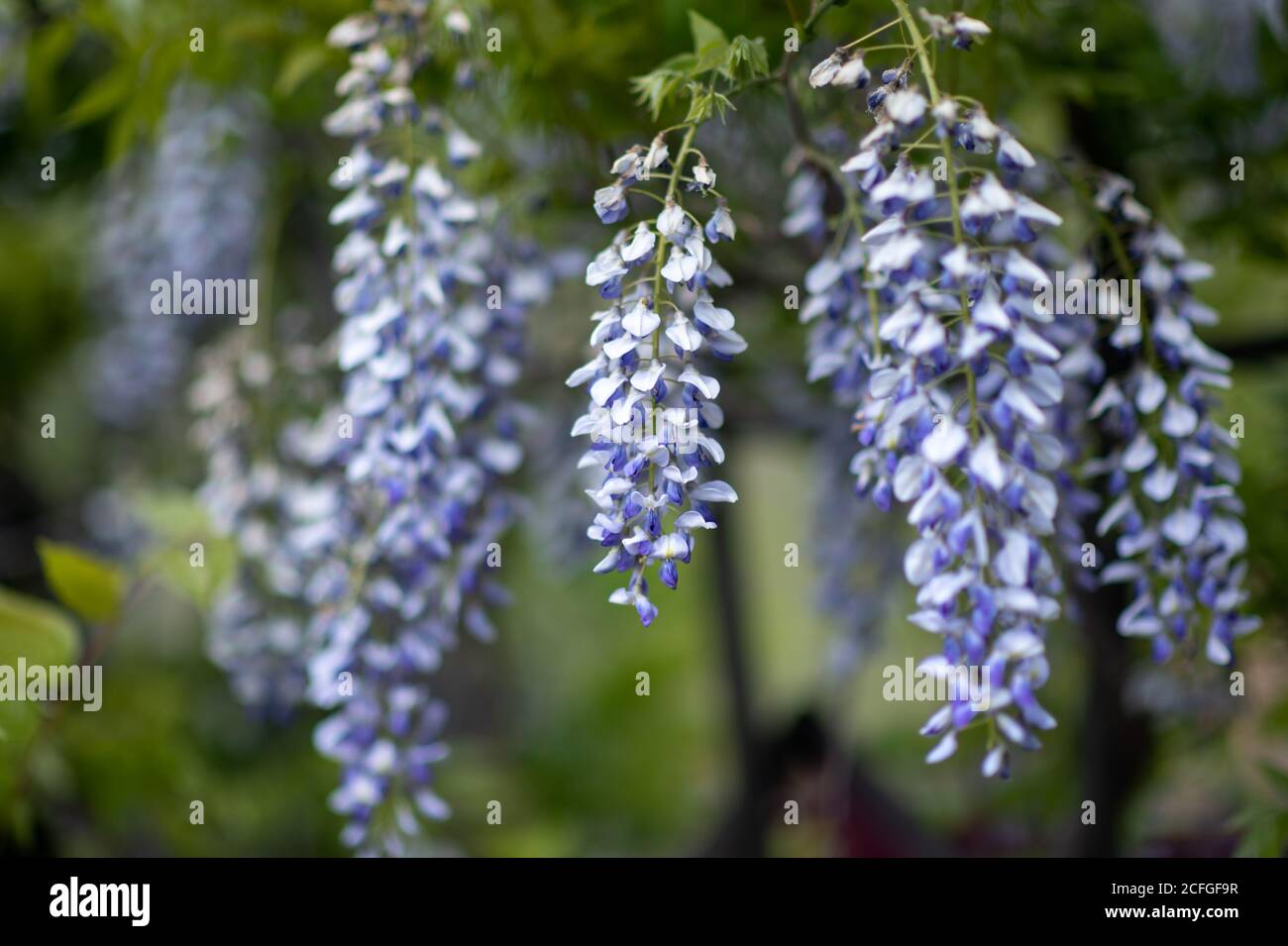 Glicinia flowers hi-res stock photography and images - Alamy