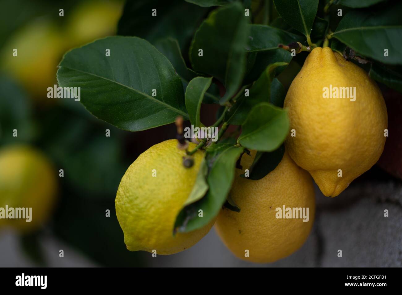 Plat tree hi-res stock photography and images - Alamy