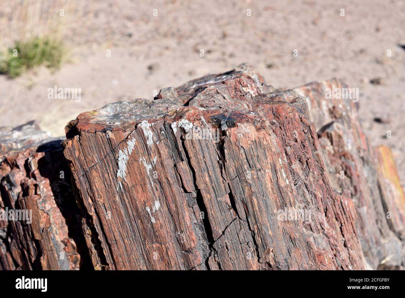 Up close look at a piece of a petrified log Stock Photo - Alamy