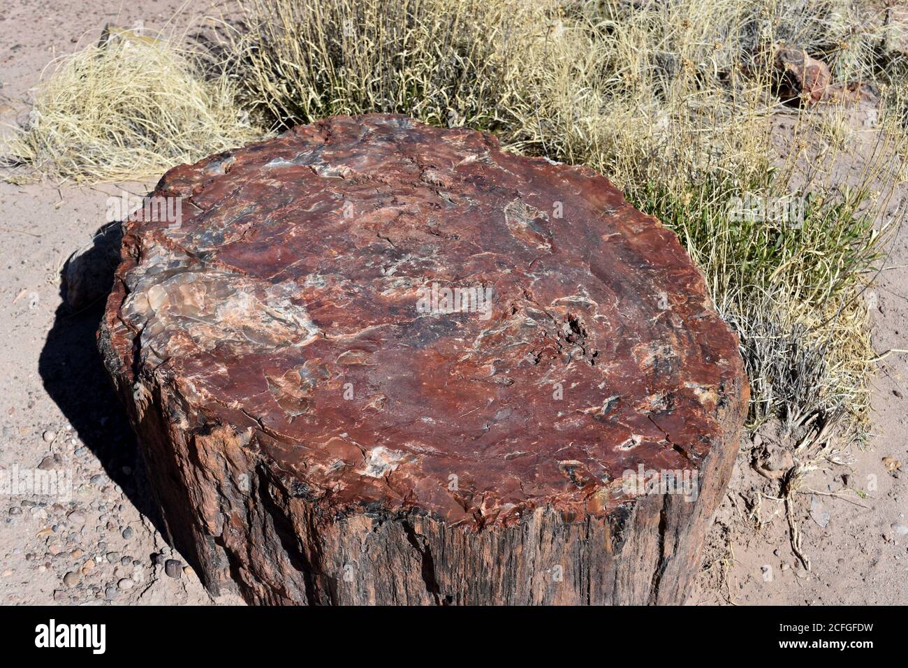 Up close look at a large slice of a petrified log Stock Photo - Alamy