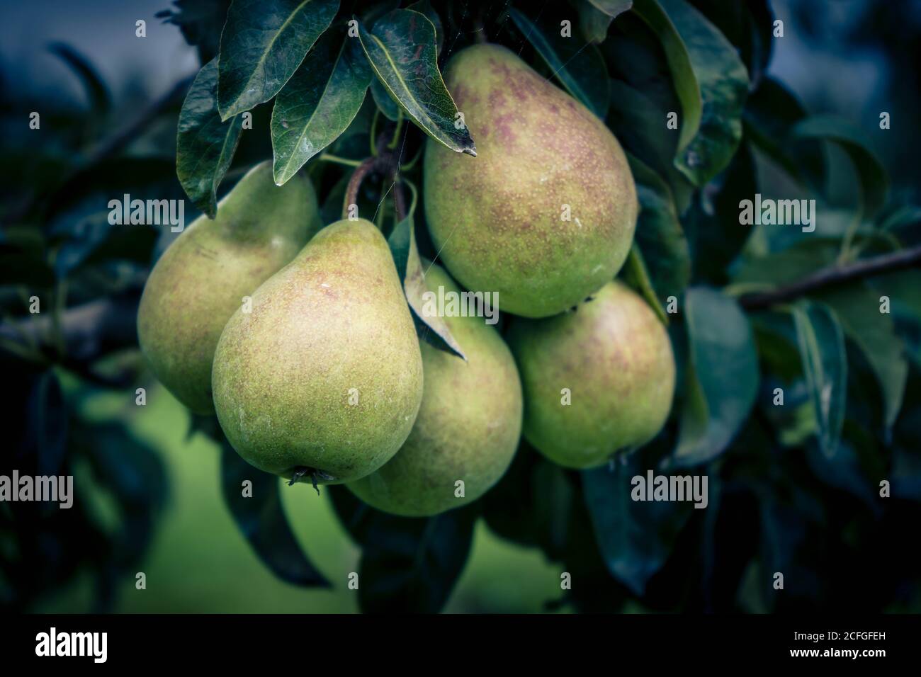 Pears Plantage in Hamburg old land Stock Photo - Alamy