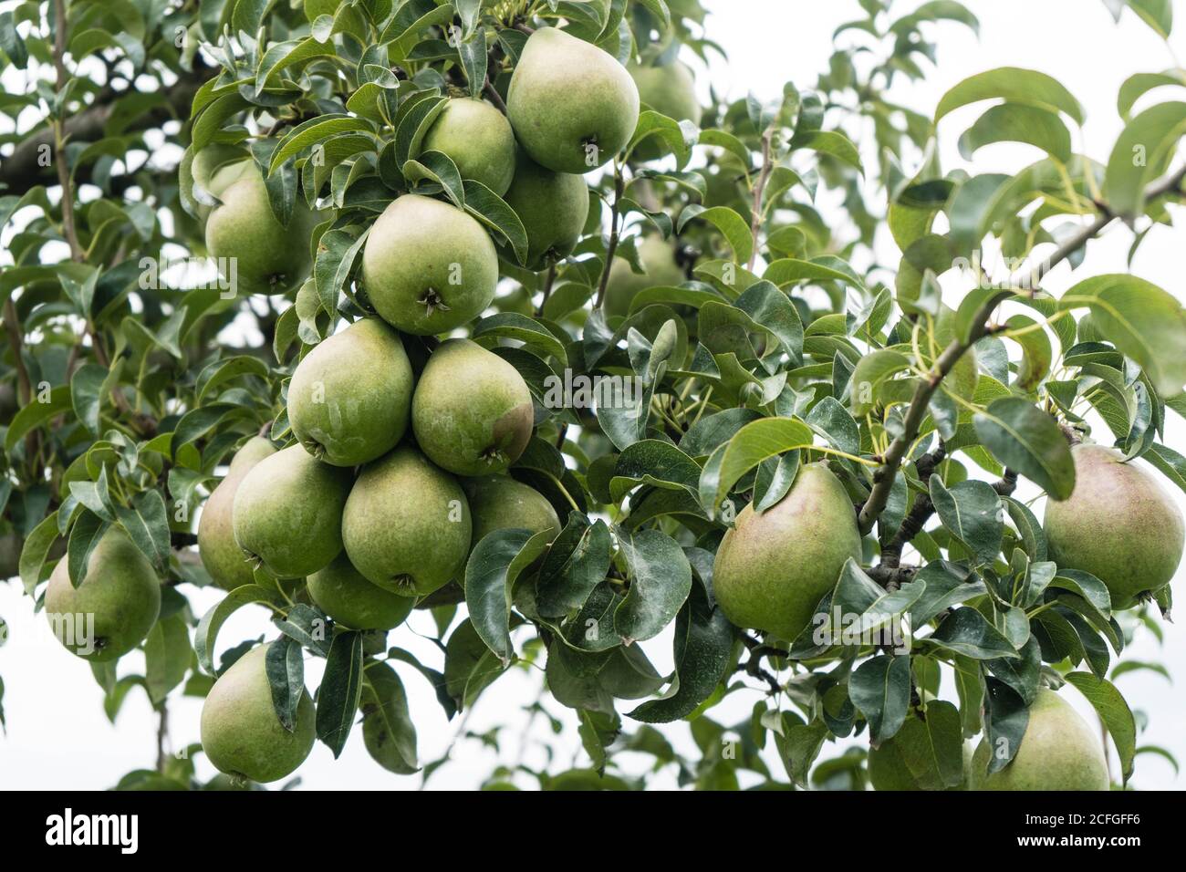 Pears Plantage in Hamburg old land Stock Photo - Alamy