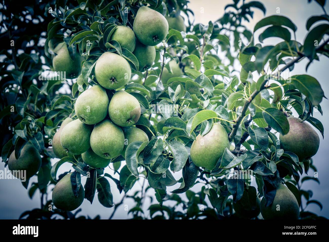 Pears Plantage in Hamburg old land Stock Photo - Alamy