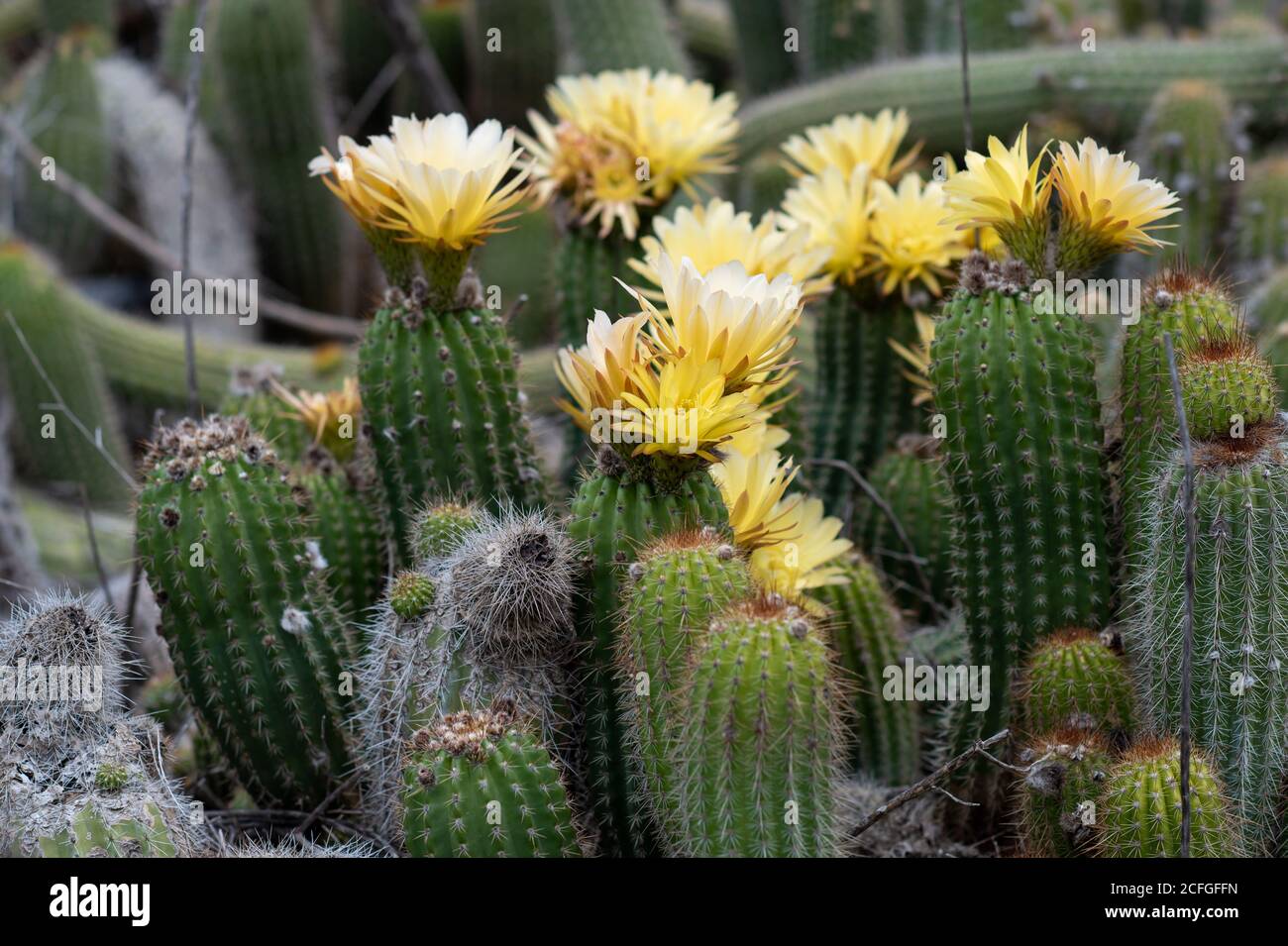 Blooming cacti with yellow flowers Stock Photo - Alamy