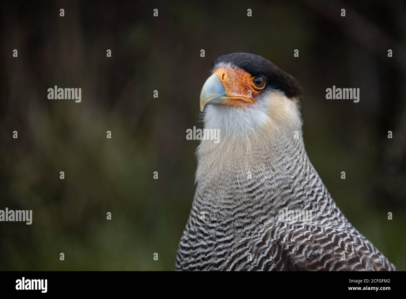 Predatory bird hi-res stock photography and images - Alamy