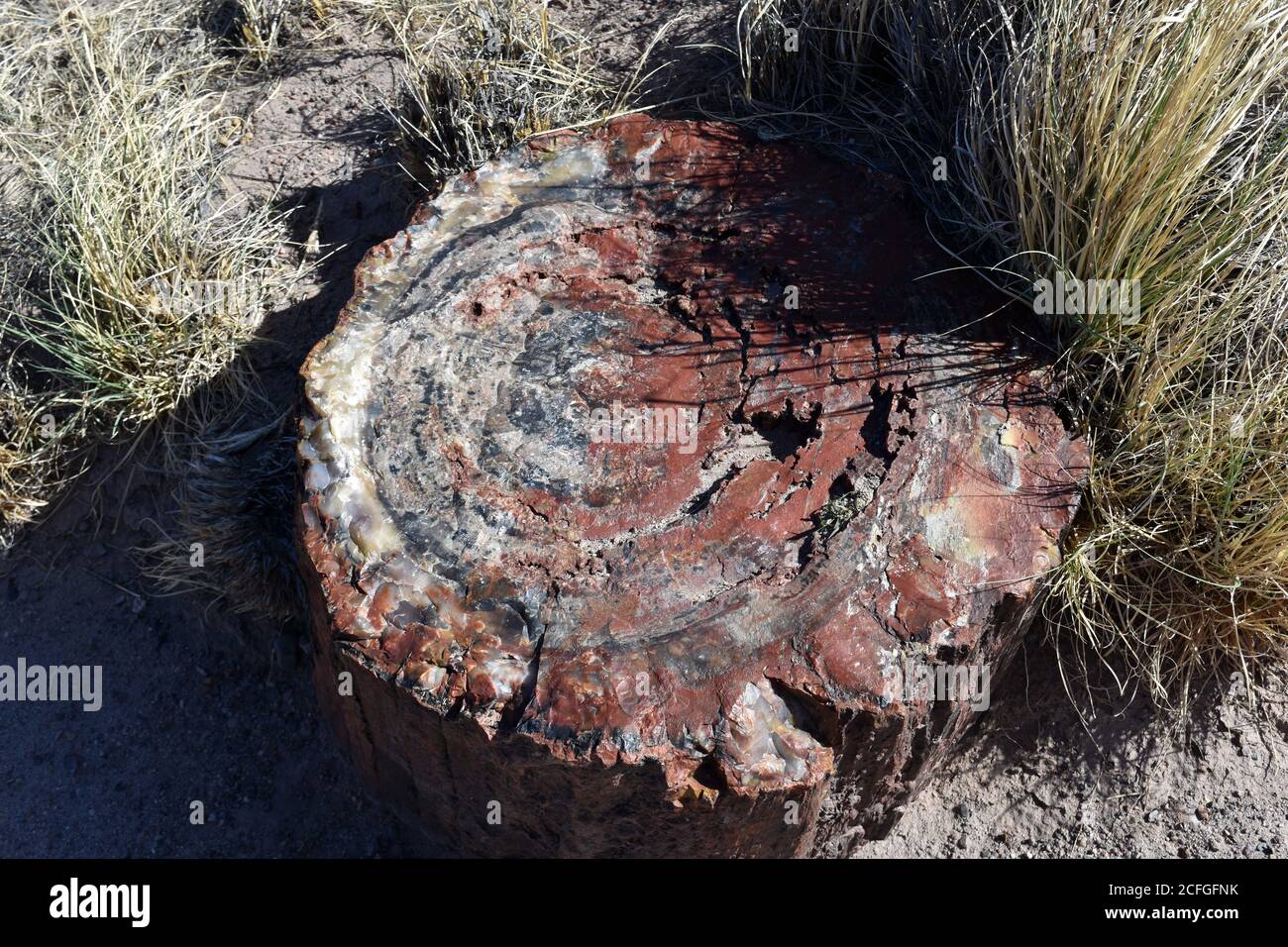 Rings as seen in a slab of a petrified log Stock Photo - Alamy